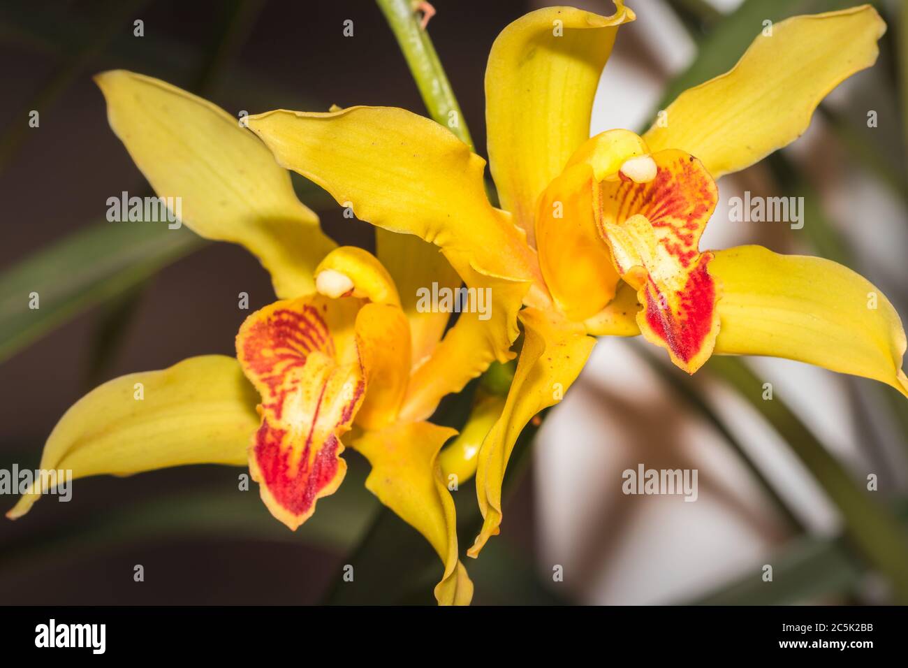 Yellow Cymbidium Orchids in the Orchid Garden Stock Photo - Alamy