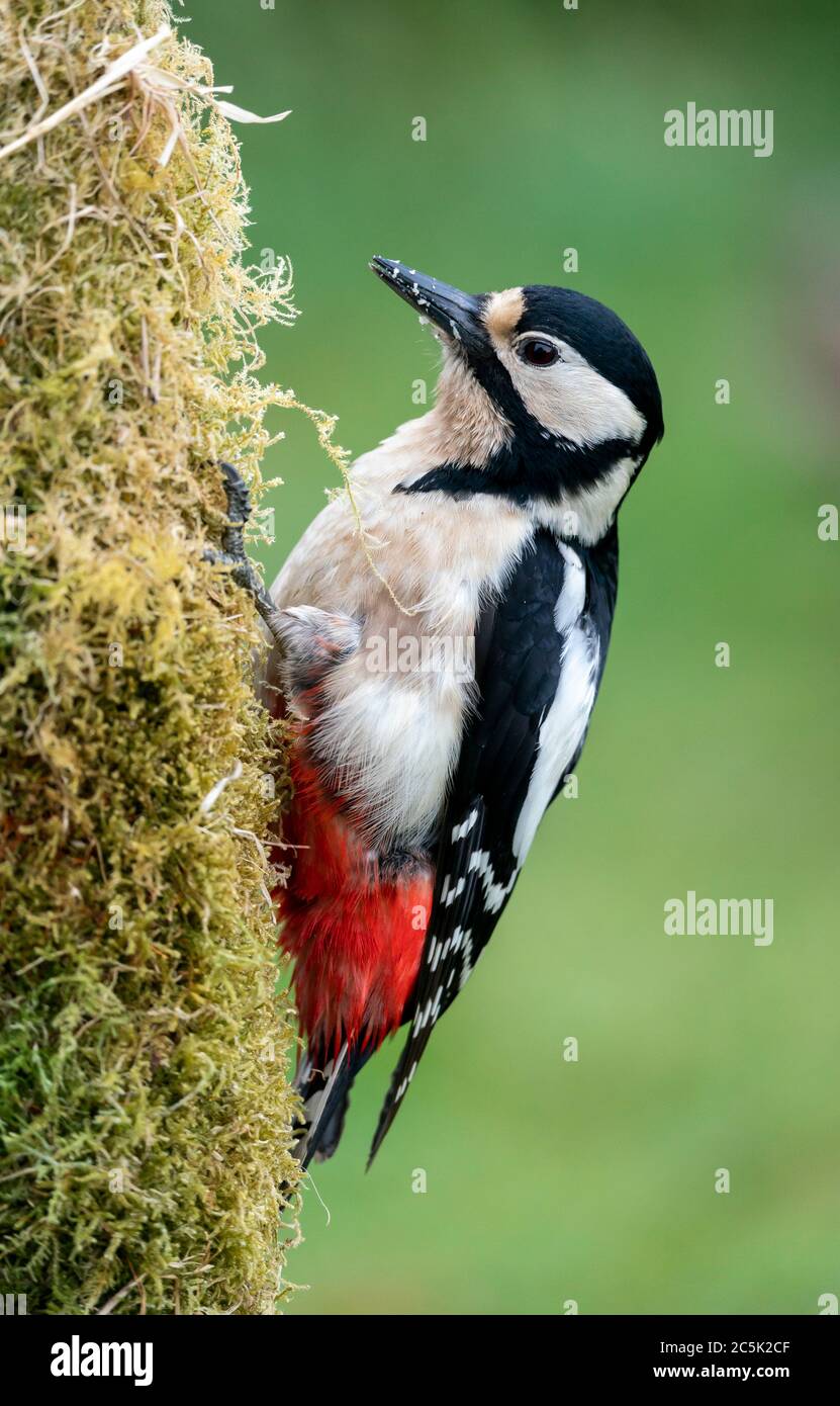 Garden birds 26 April Stock Photo - Alamy