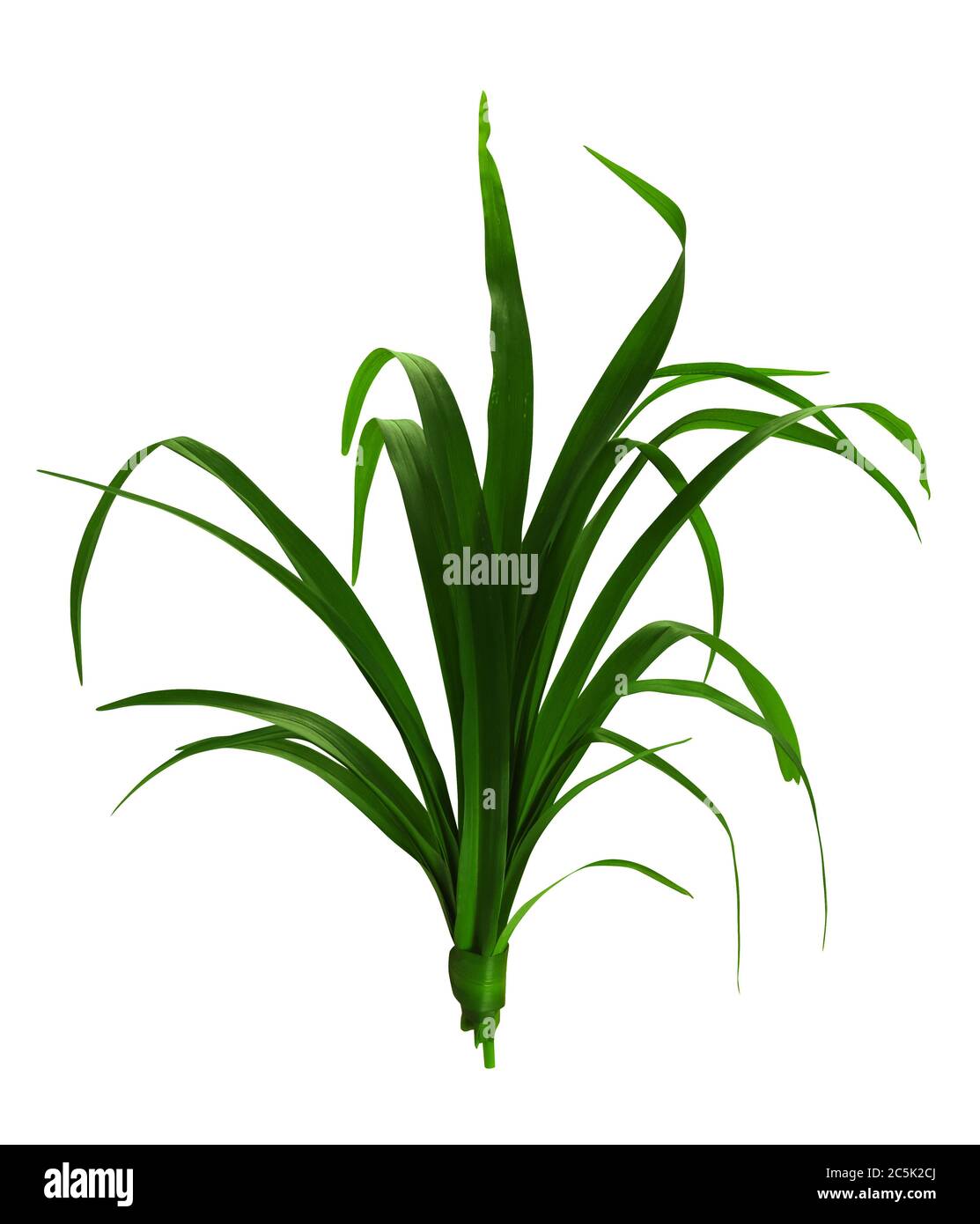 Long blades of green grass isolated on white background Stock Photo - Alamy