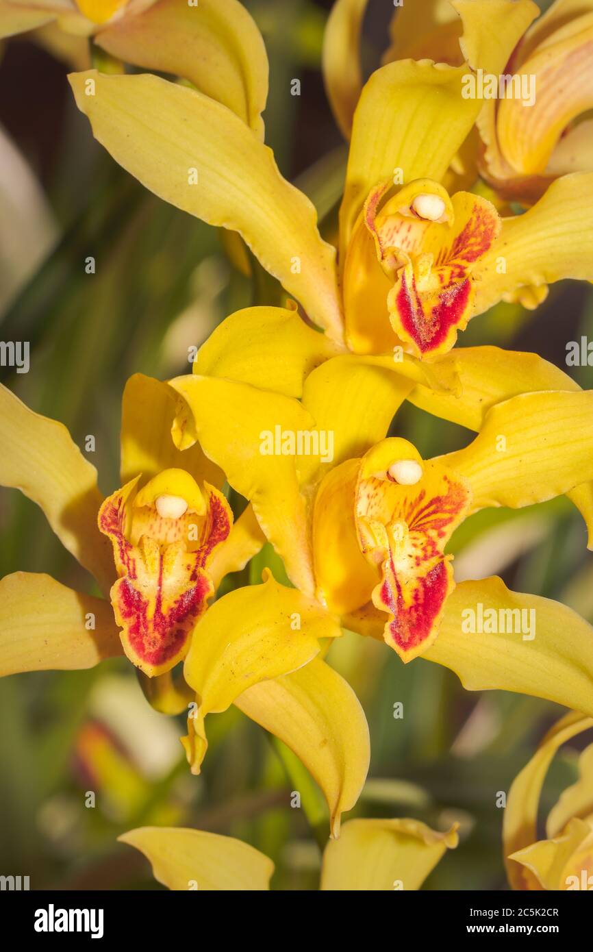 Yellow Cymbidium Orchids in the Orchid Garden Stock Photo - Alamy
