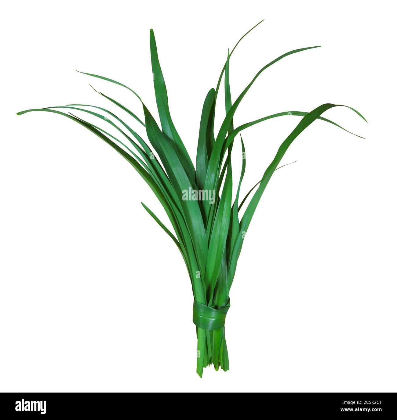 Long blades of green grass isolated on white background Stock Photo - Alamy