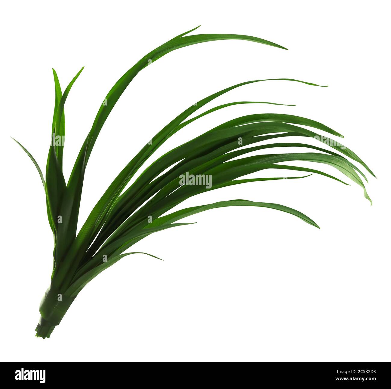 Long blades of green grass isolated on white background Stock Photo - Alamy