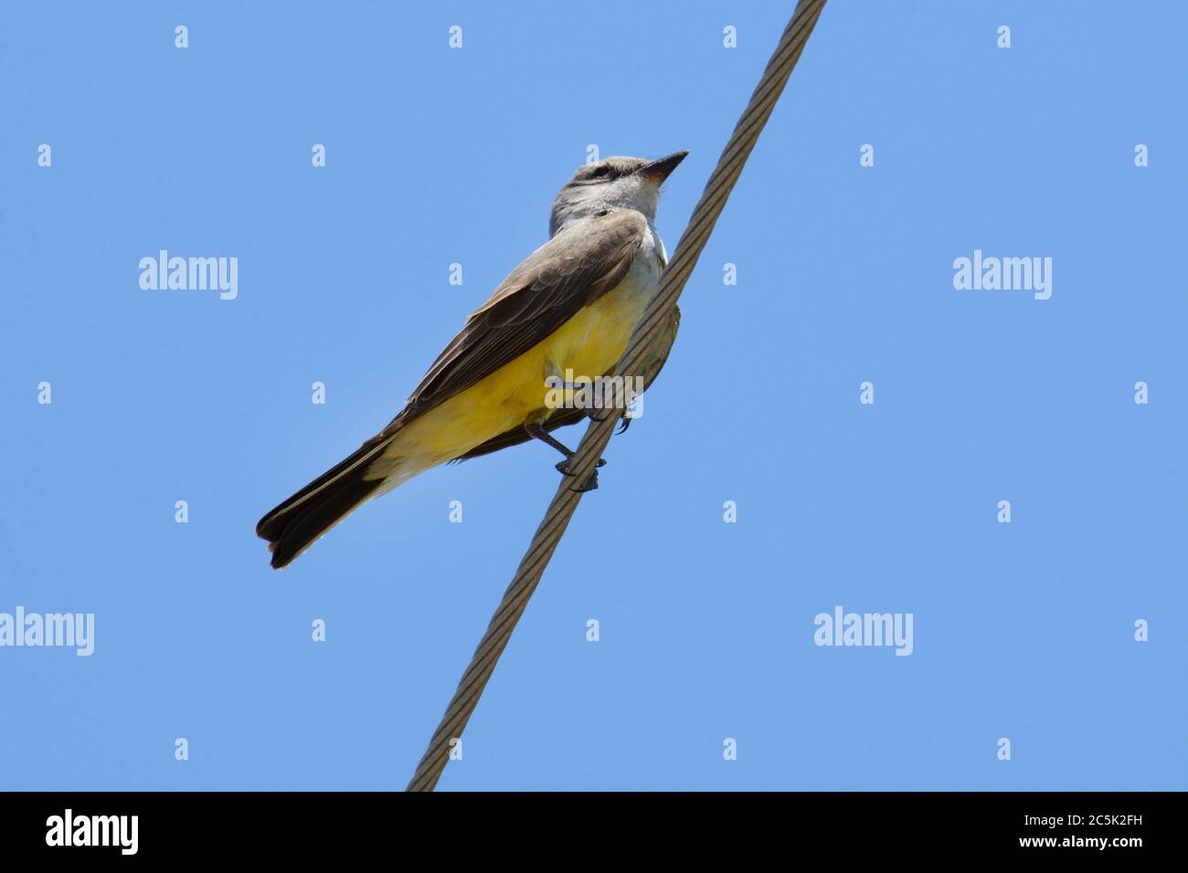 Baby Western Kingbird