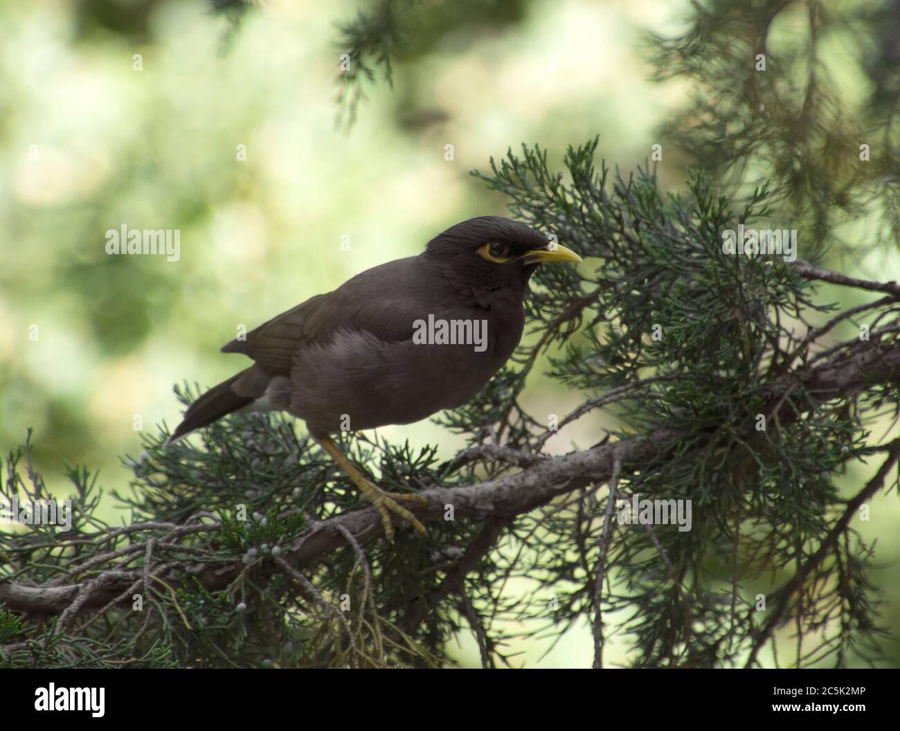 Close-up of a Common Myna Bird (indian myna) sitting on a tree Stock ...