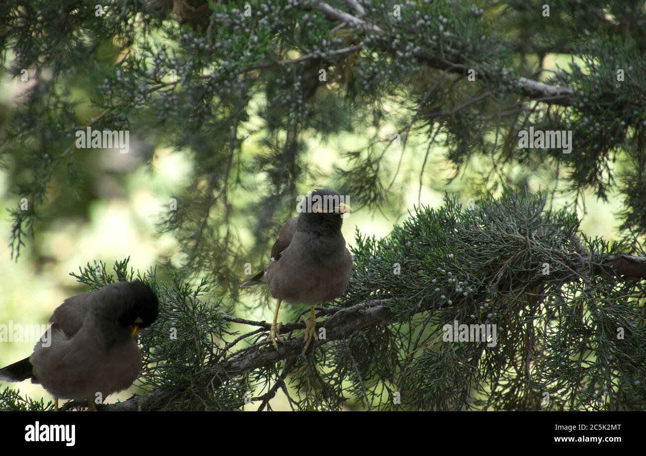 Close-up of a Common Myna Bird (indian myna) sitting on a tree Stock ...
