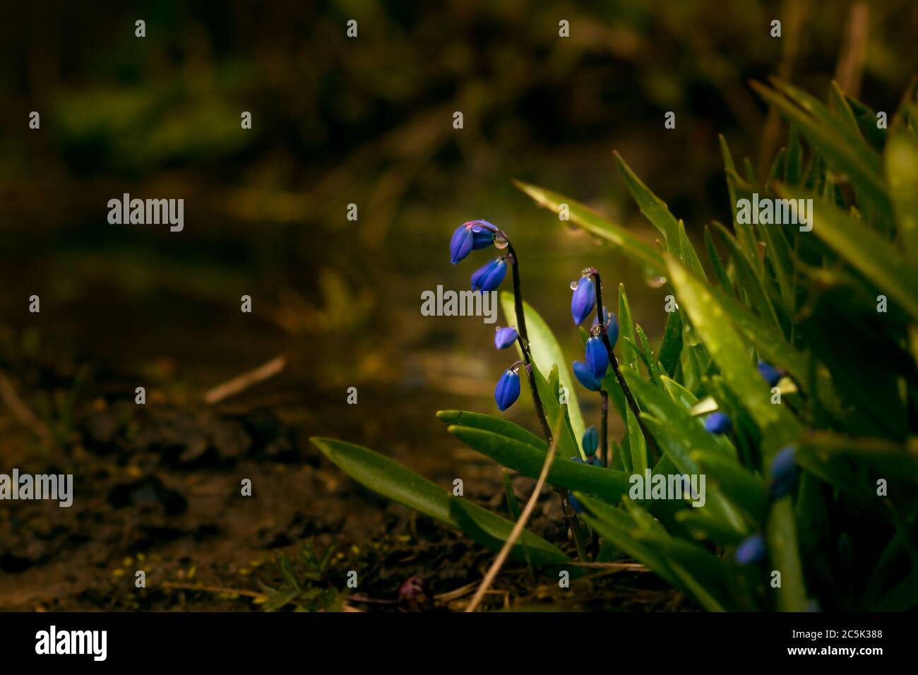 Dark bluebell flower hi-res stock photography and images - Alamy