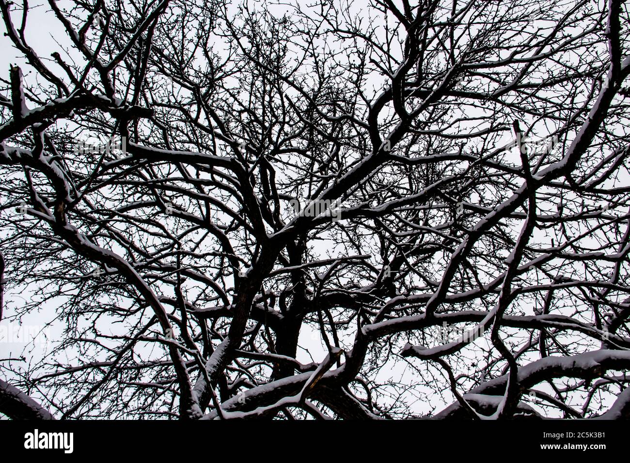 Fascinating Tree Branch Vector Photographs