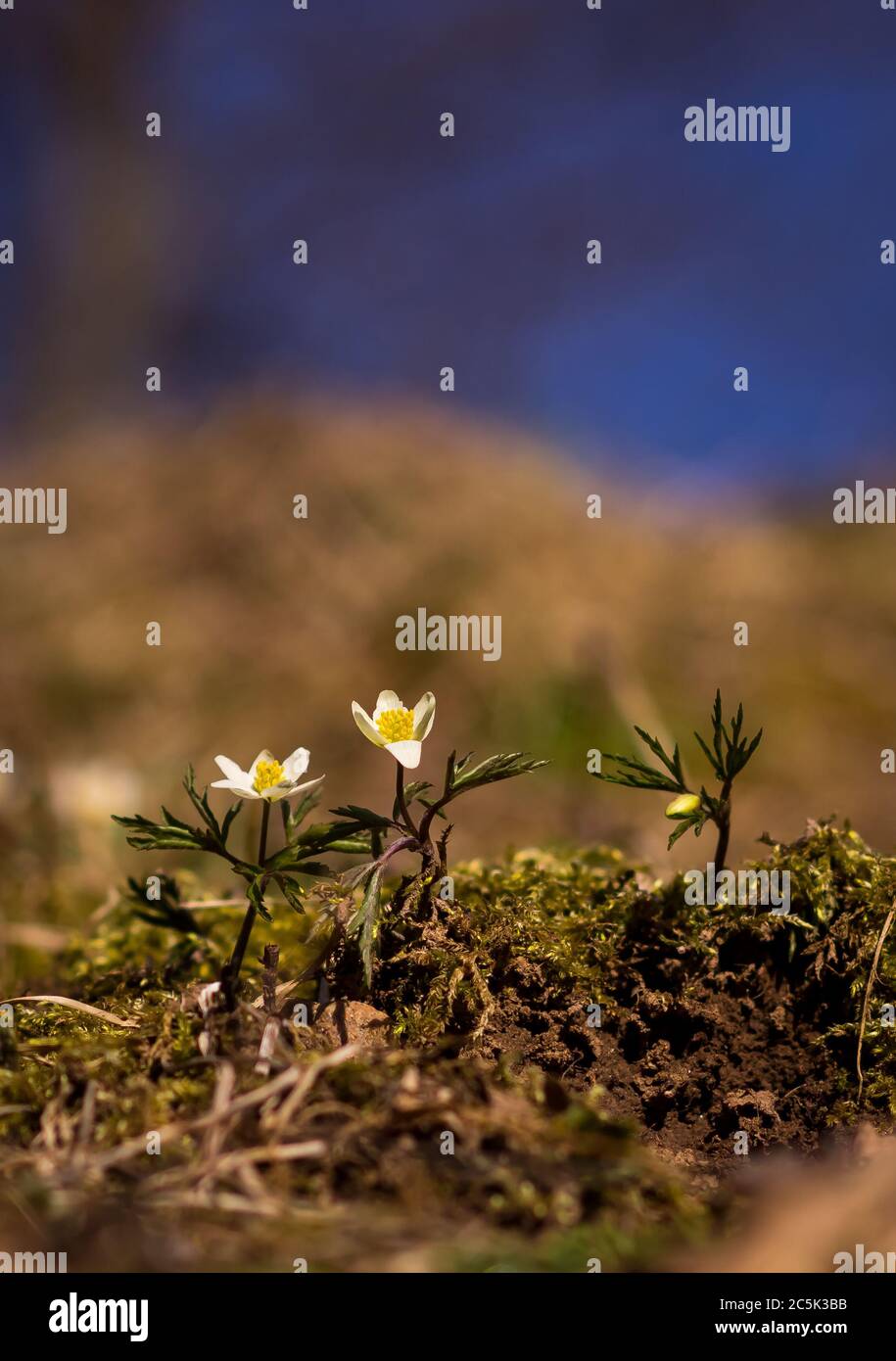 funny spring flowers on a blurry background on a sunny day Stock Photo ...