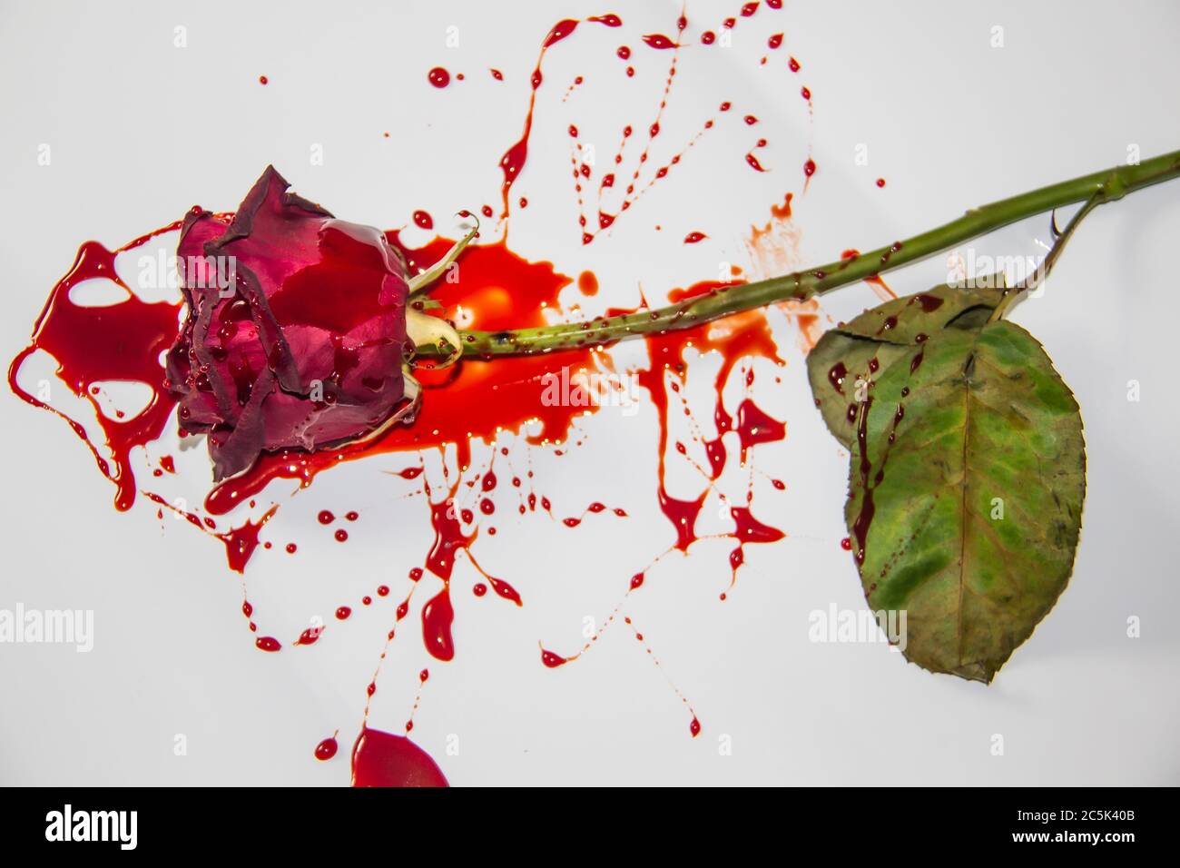 a Bloody rose on a white background. A Burgundy rose in the blood Stock ...