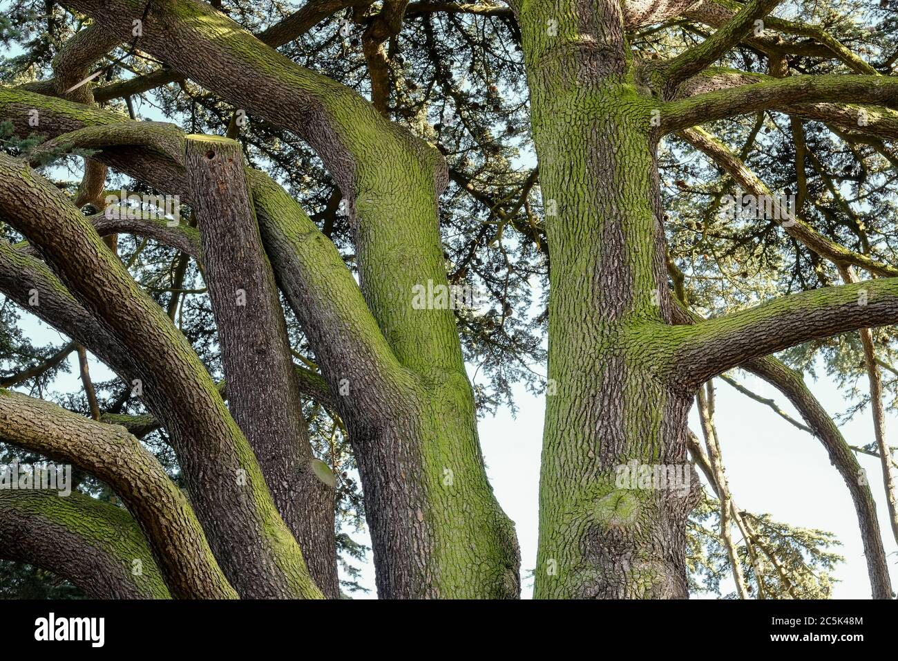 Very large and old oak tree showing its multiple trunks and lichen ...