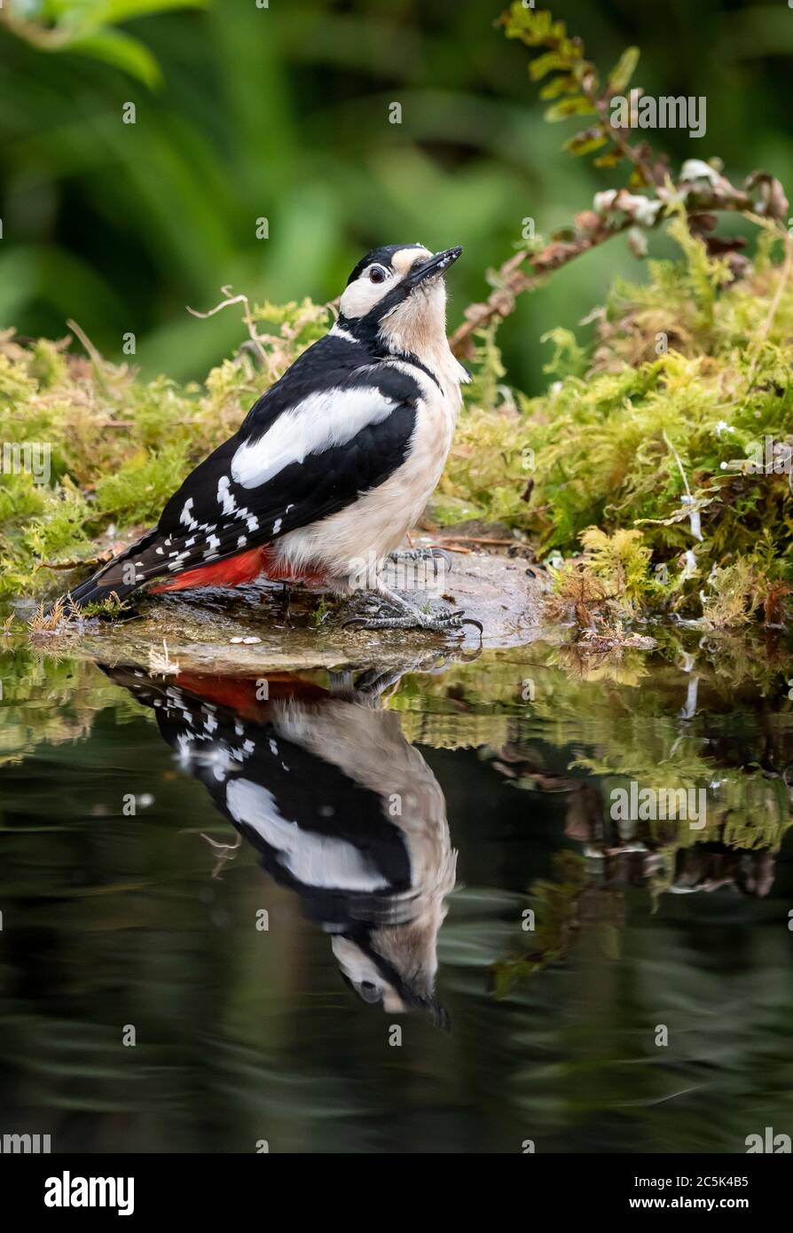 Garden birds 298 April Stock Photo - Alamy