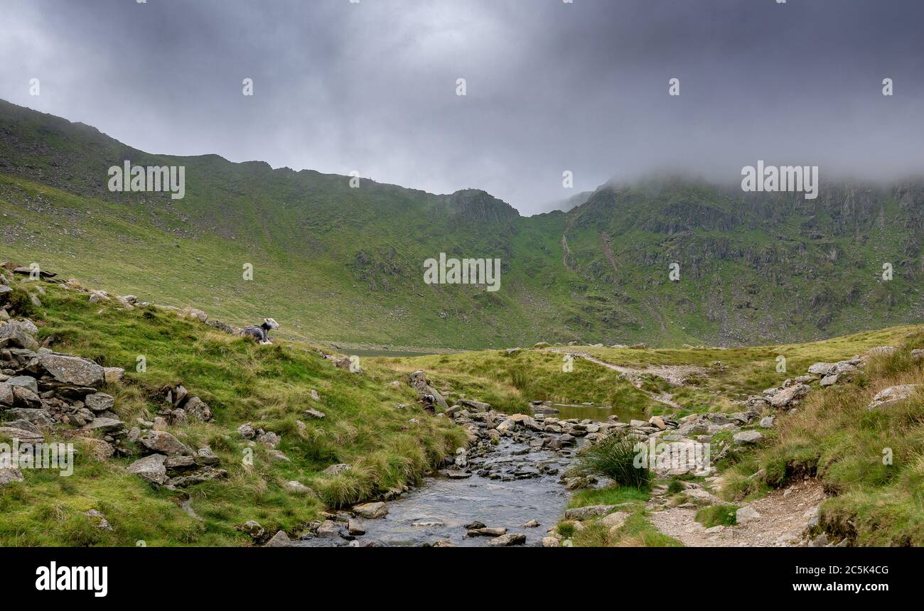 Sheep at Red Tarn, Helvellyn, in the English Lake District. Taken on ...