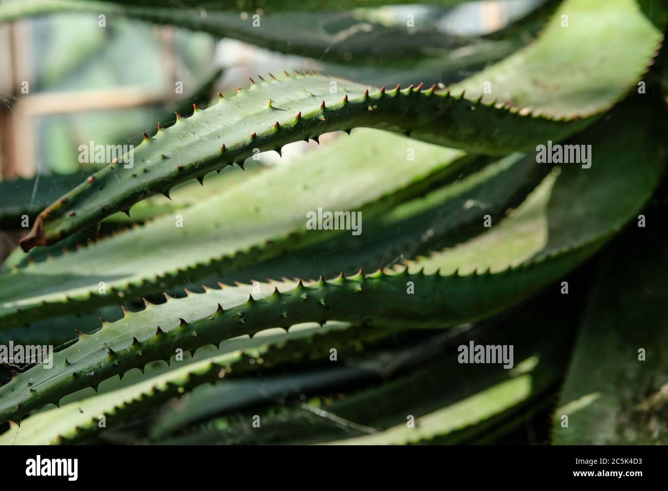 Close-up view of a large cactus leaf showing its spiked leaves, seen in ...