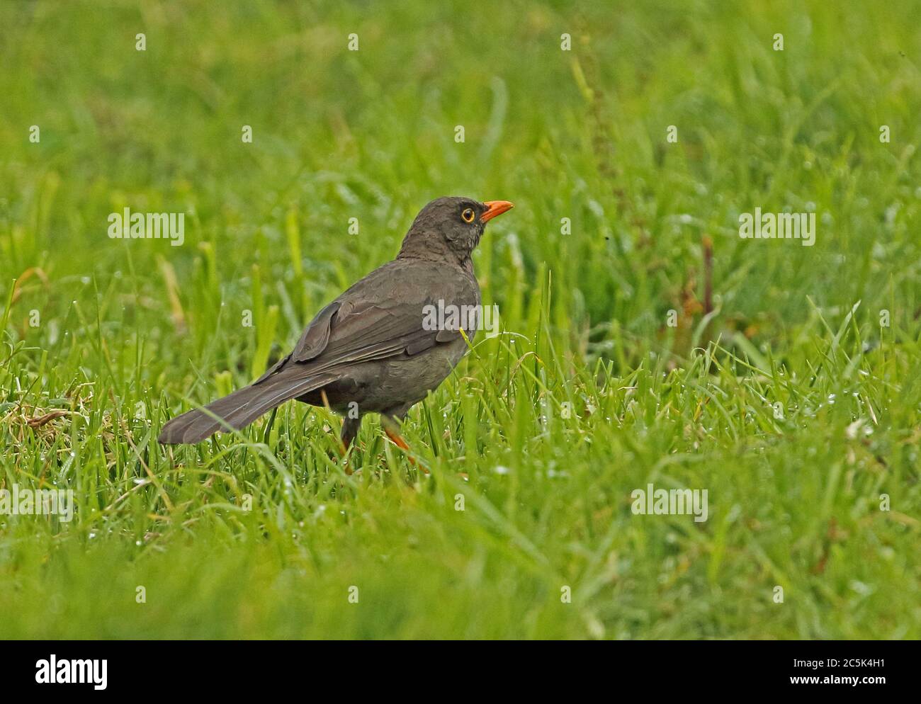 Great Thrush (Turdus fuscater gigas) adult on damp grass Bogota ...