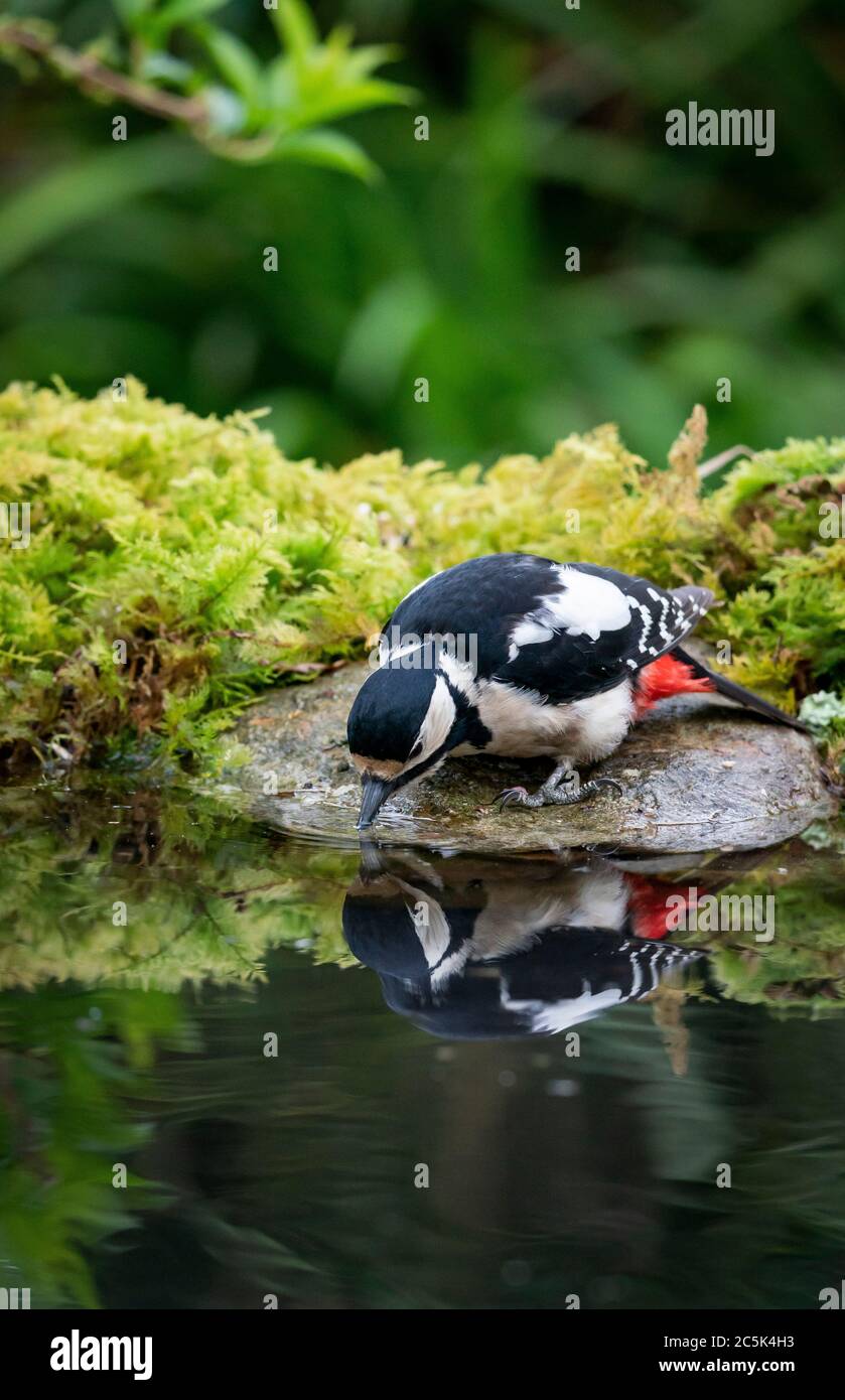 Birds 27 hi-res stock photography and images - Alamy