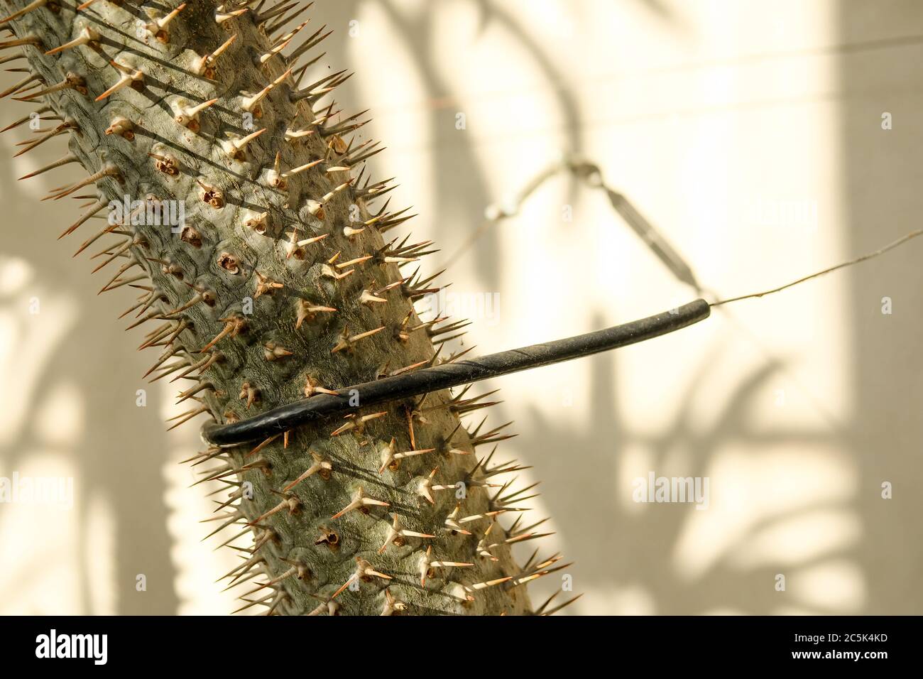 Close-up of the large spikes seen on a large tropical tree, Ceiba ...