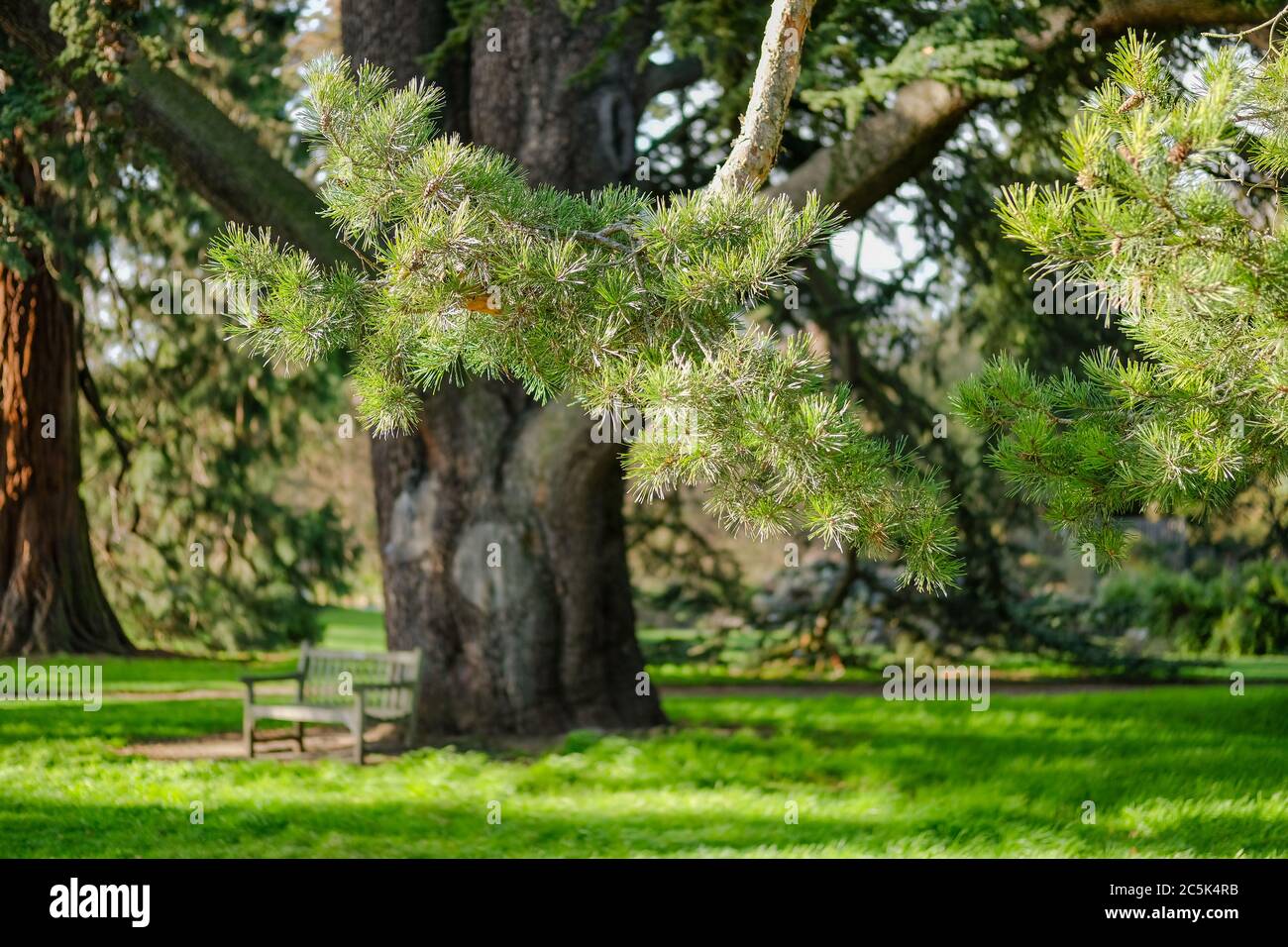 Shallow focus of a scots pine branch, part of a very old pine tree. A ...