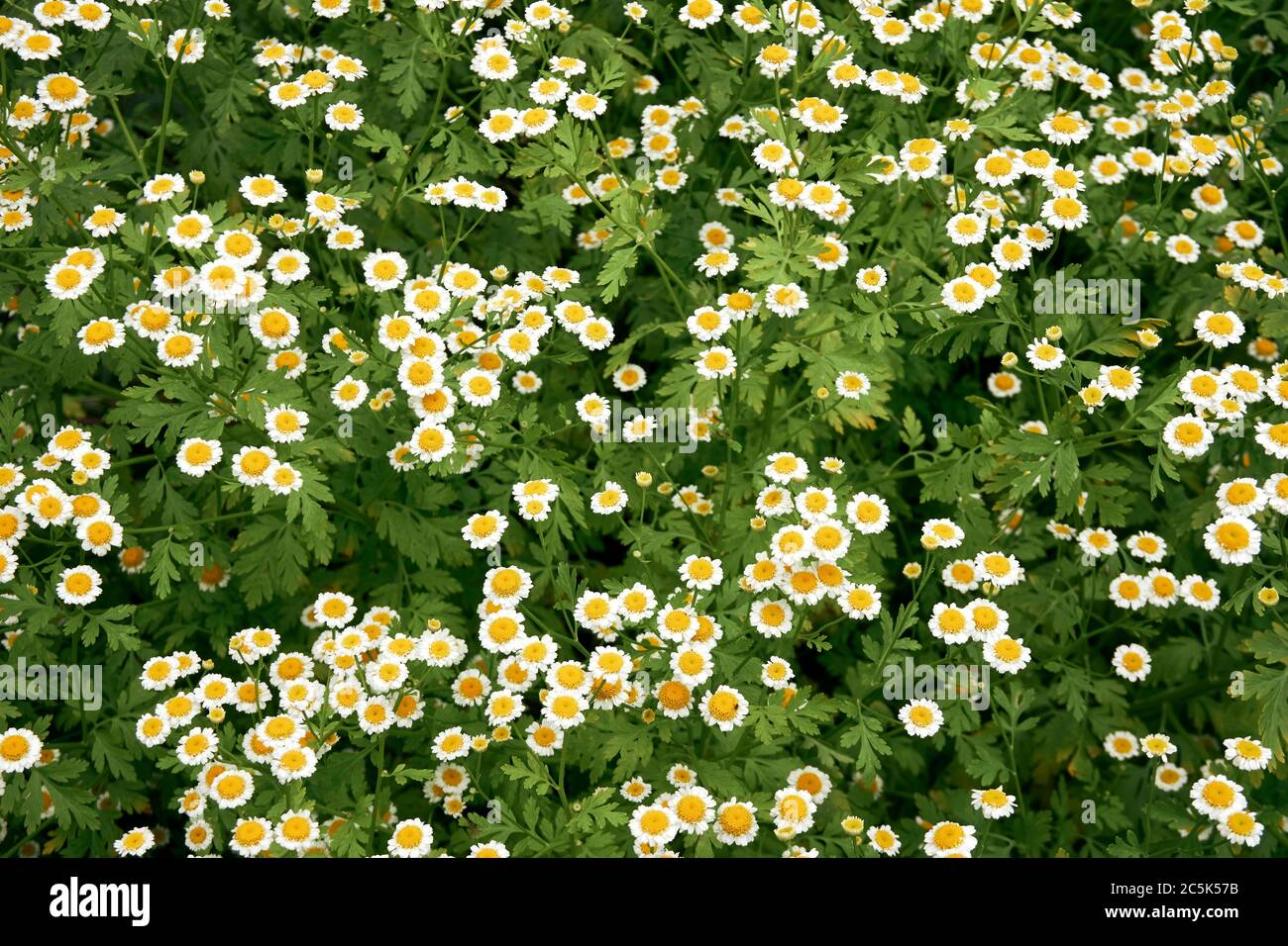 Closeup of Chamomile, Matricaria recutita, flowers ground cover Stock ...
