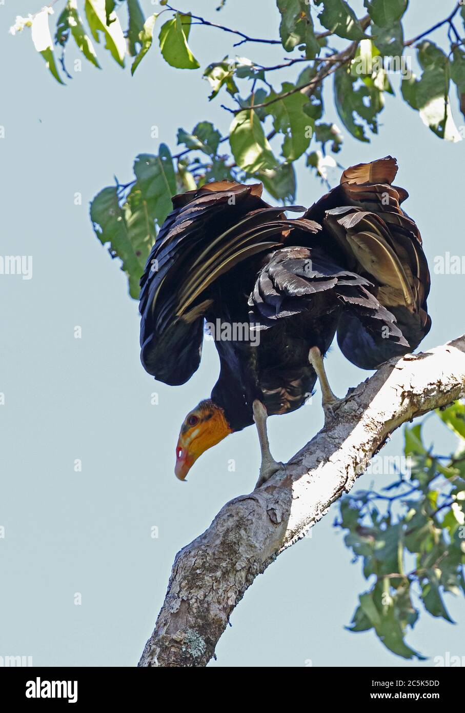 Greater yellow headed vultures hi-res stock photography and images - Alamy