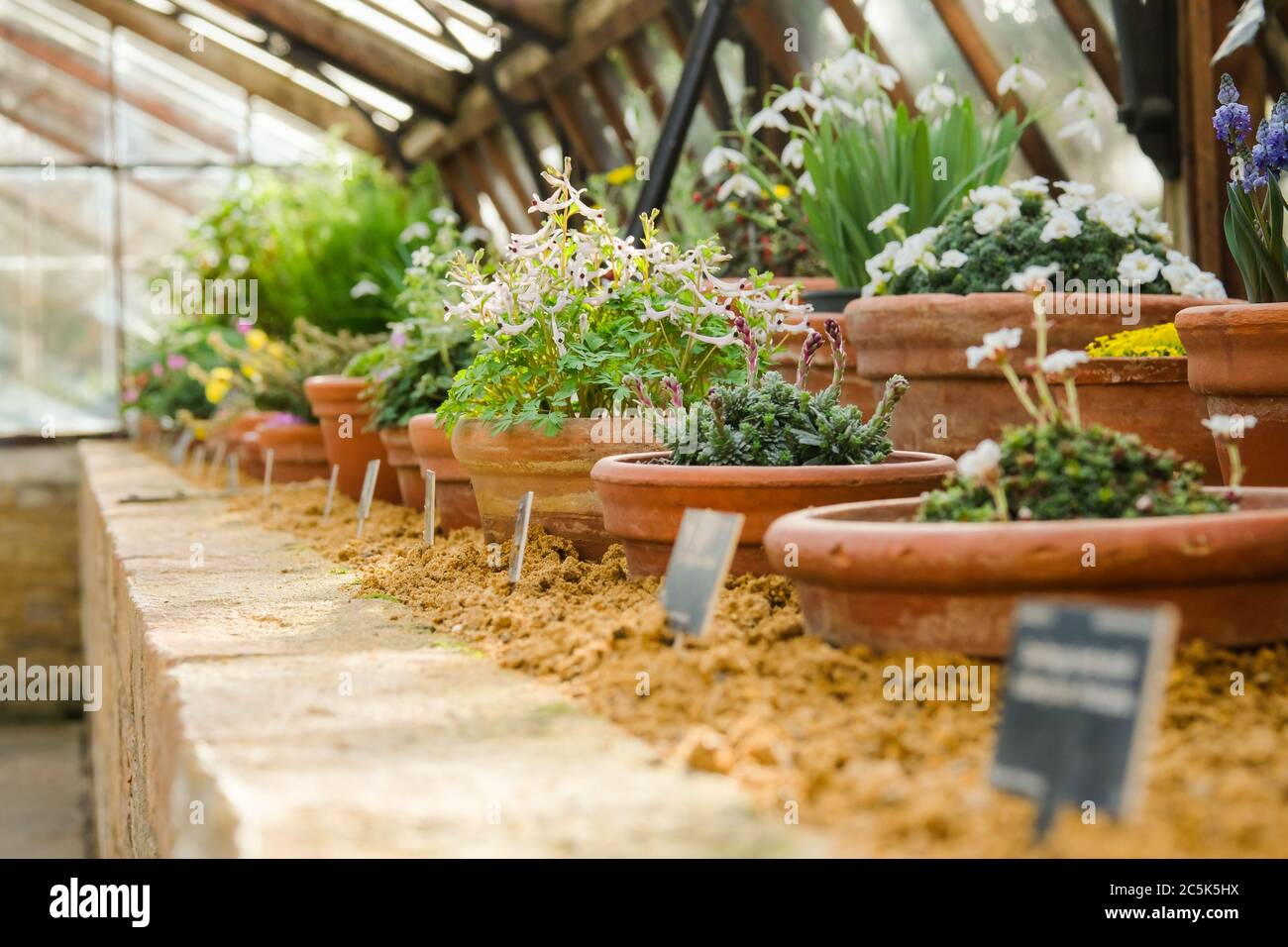 Shallow focus of young, warm climate plants seen in a large greenhouse ...