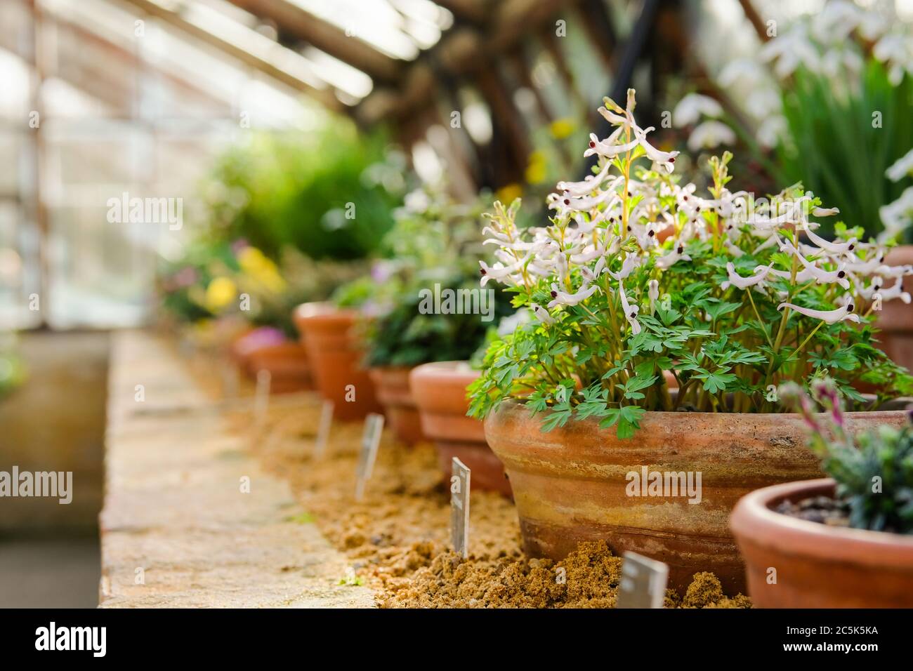 Shallow focus of young, warm climate plants seen in a large greenhouse ...