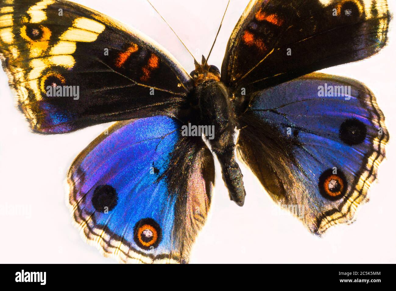 Blue butterfly close up hi-res stock photography and images - Alamy