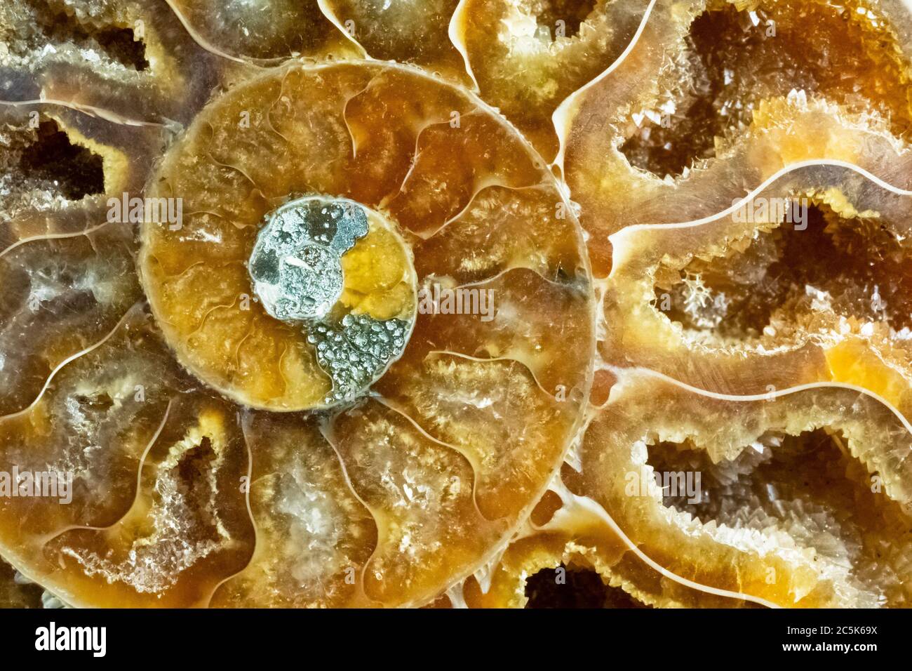 Colorful macro photo of a coiled orange ammonite fossil. I used special ...