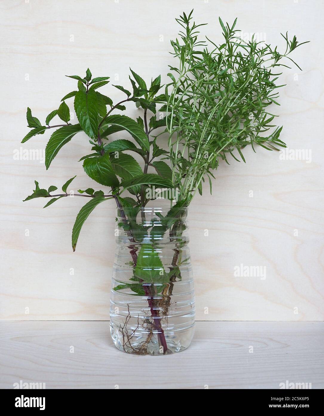 peppermint plant (scientific name Mentha x piperita) and summer savory ...