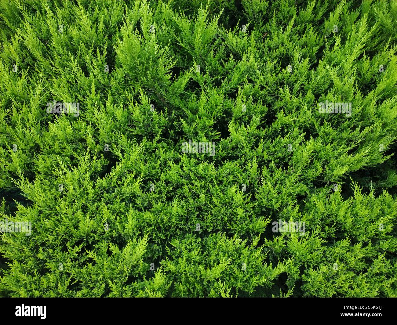 Green thuja plant wall background, close up Stock Photo - Alamy