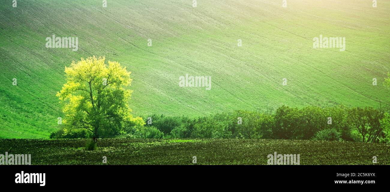 Beautiful moravian fields with green grass and lonely tree Stock Photo ...