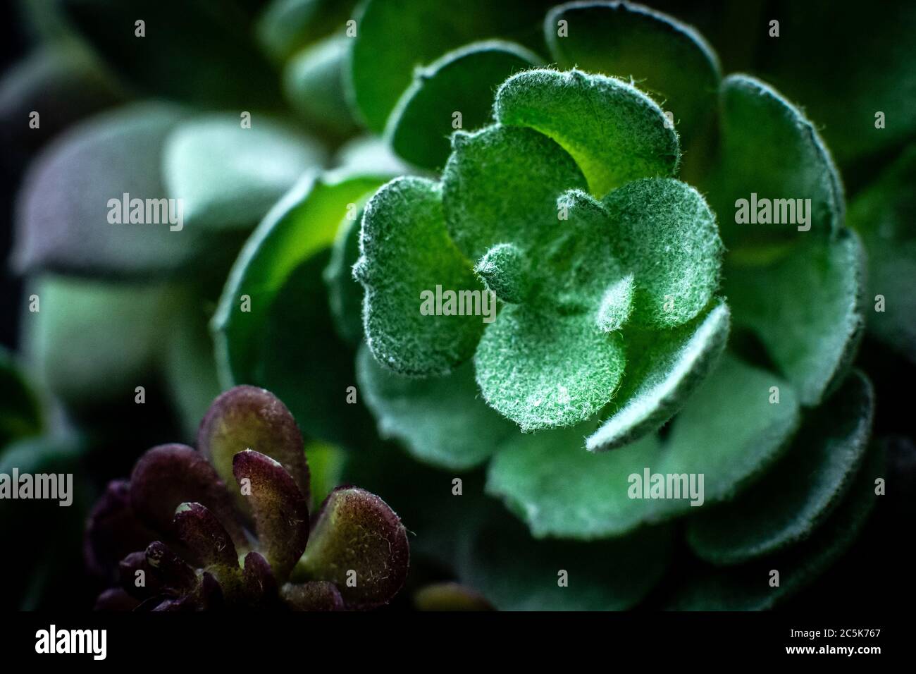 beatiful little round succulent plant, close up Stock Photo - Alamy