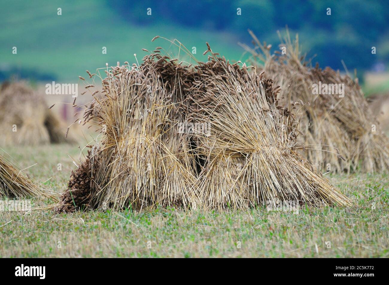 Corn stooks in a field near Marden, Wiltshire, UK Stock Photo - Alamy