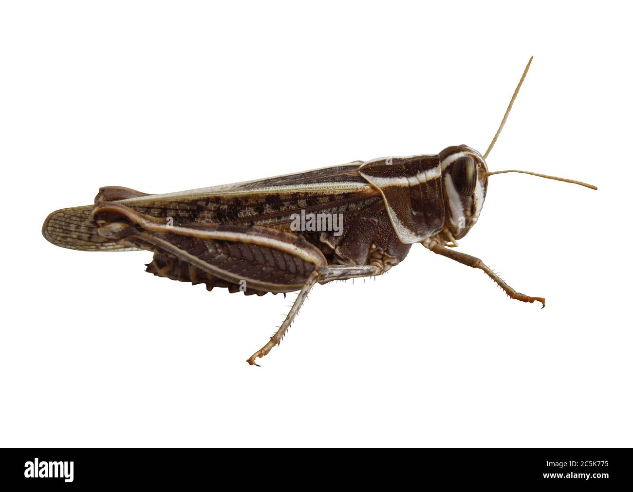 Locust isolated on white background. Clipping Path included Stock Photo ...