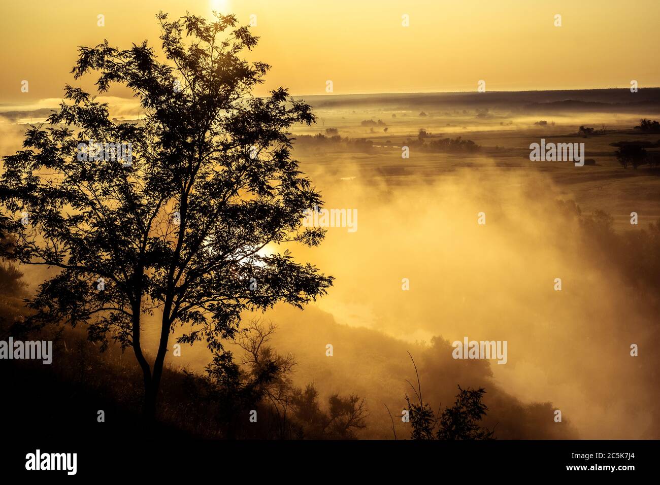 Blackout tree on background of misty field in morning sunshine Stock ...