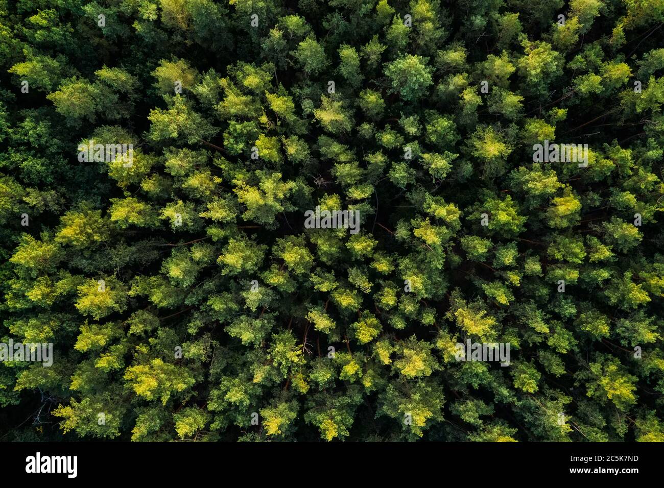 Aerial view of scenic green pinewood Stock Photo - Alamy