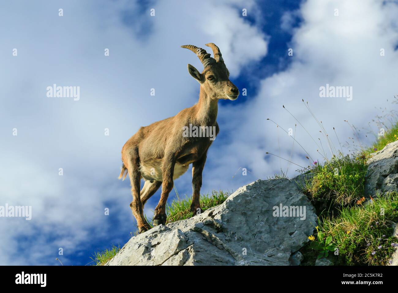 French alpine goat hi-res stock photography and images - Alamy