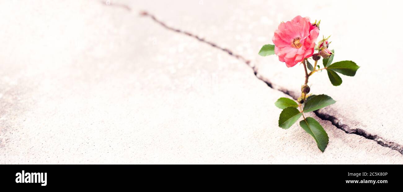 Rose flower growing from crack in the rod, hope and new growth in the ...