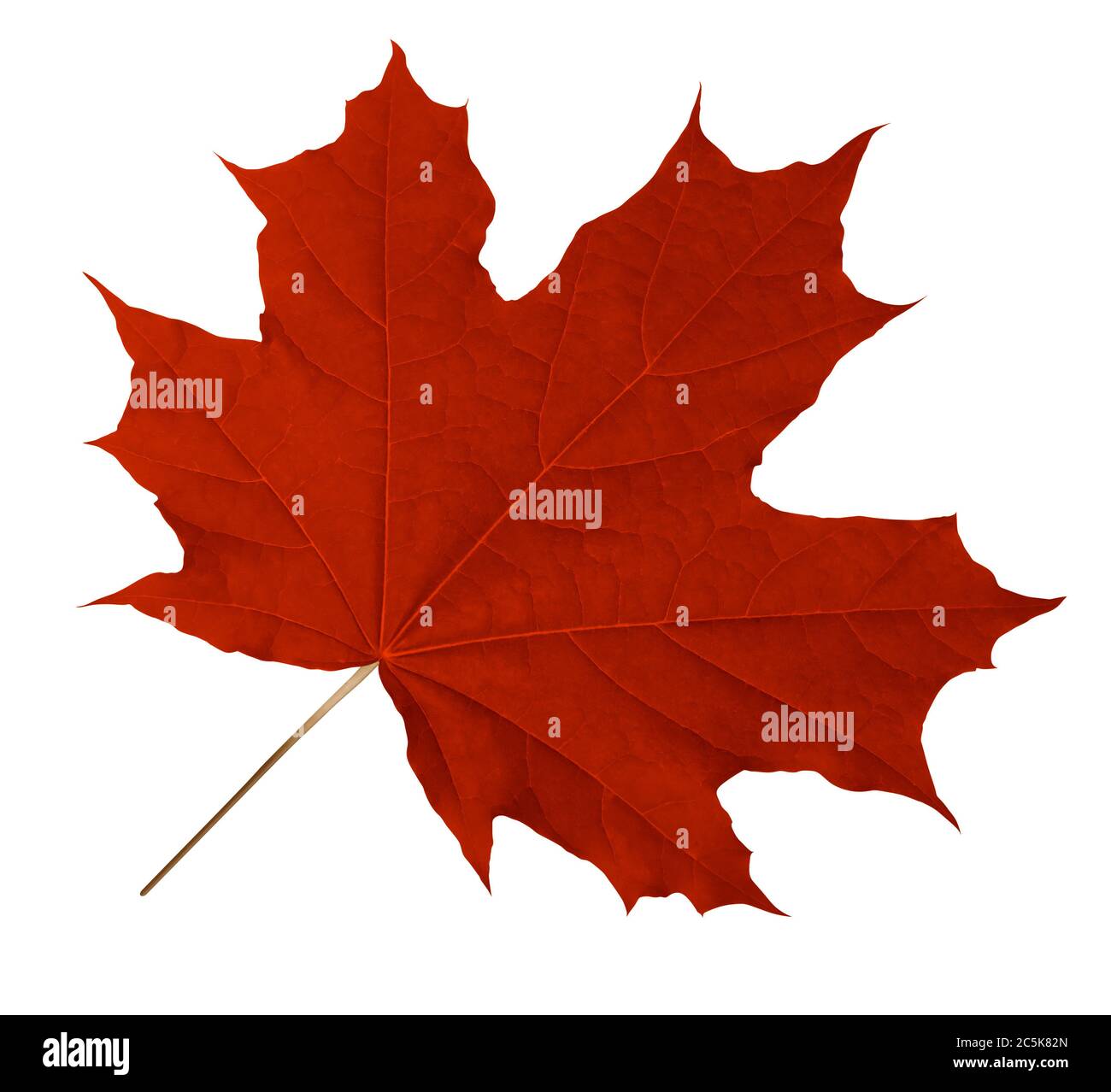 Red Maple Leaf isolated on white. Clipping Path included Stock Photo ...