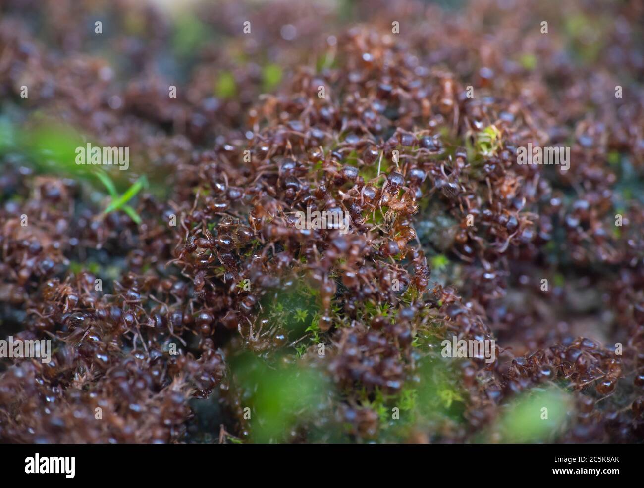 Evolution of cooperation in nature hi-res stock photography and images ...