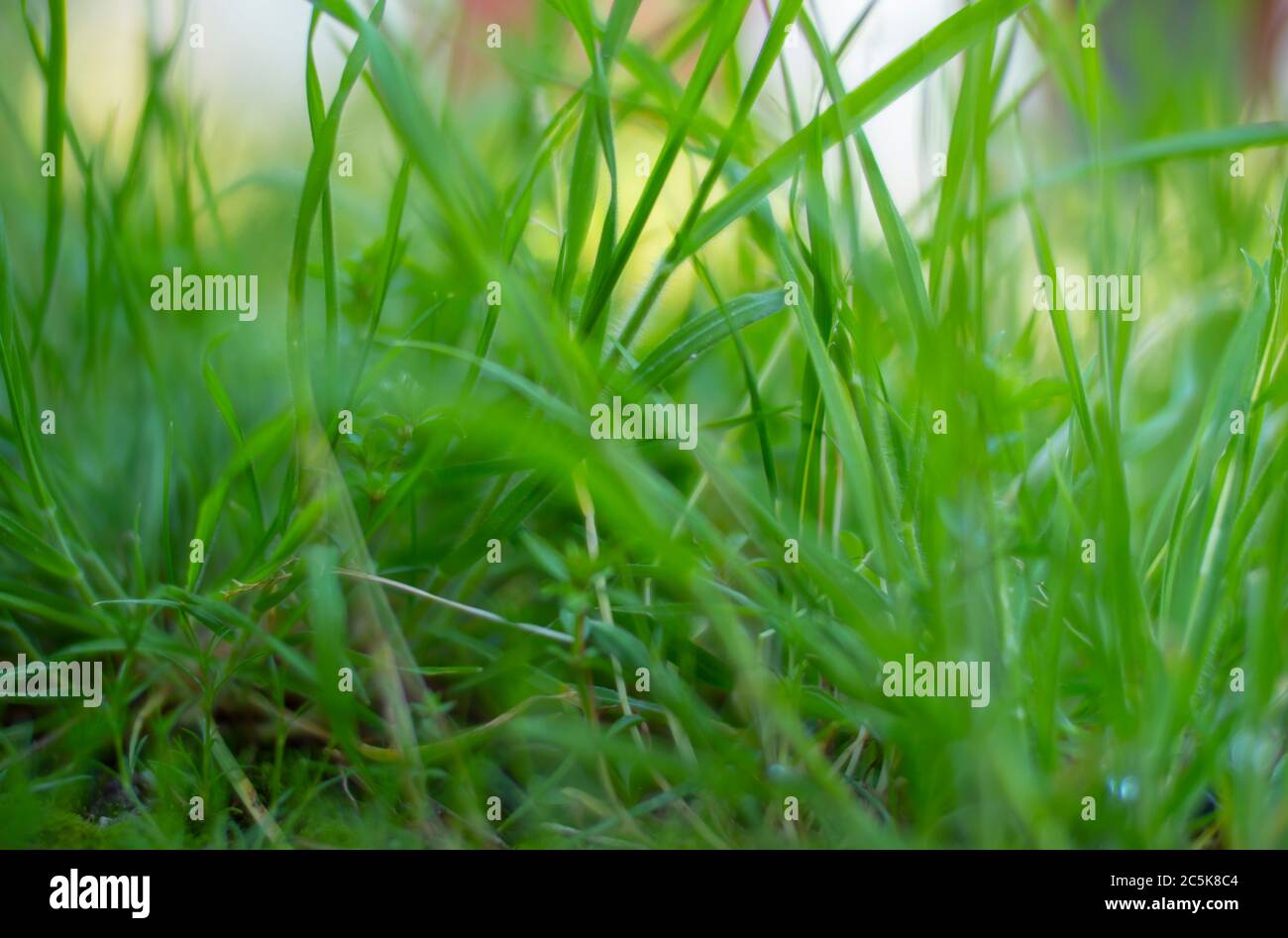Green natural fresh grass hi-res stock photography and images - Alamy