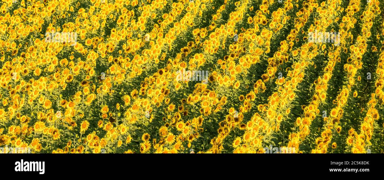 sunflowers field in full sun in Provence, yellow background Stock Photo ...
