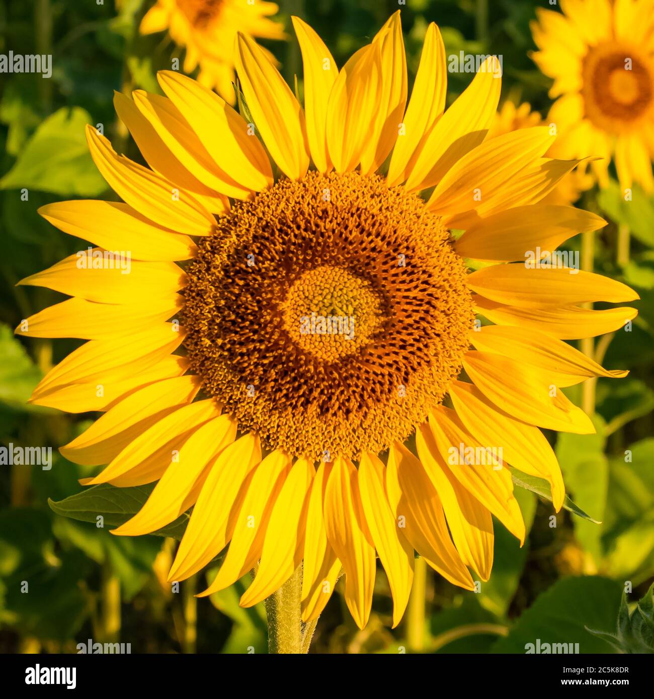 sunflowers field in full sun in Provence, yellow background Stock Photo ...