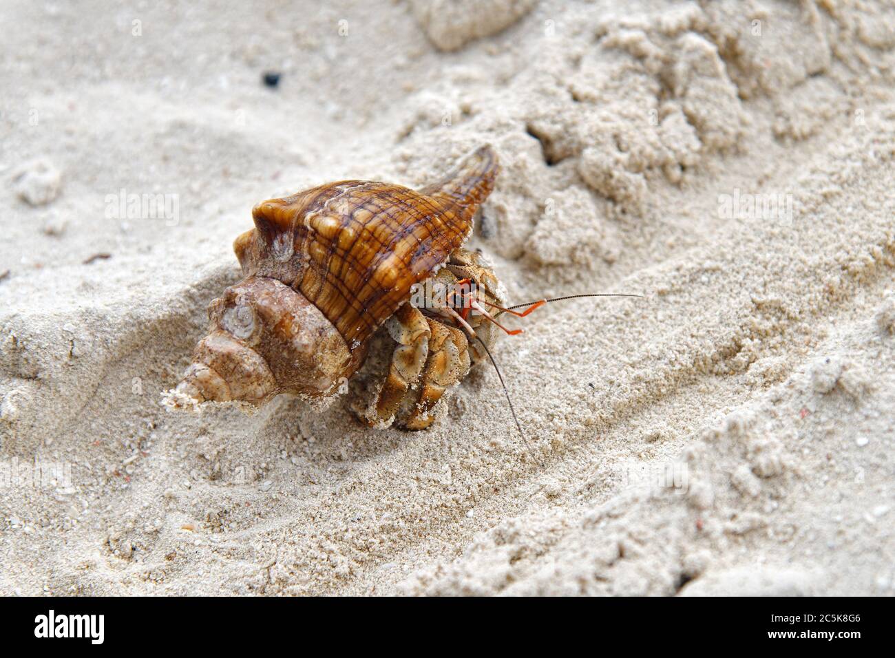 Shells A Crab On Beach
