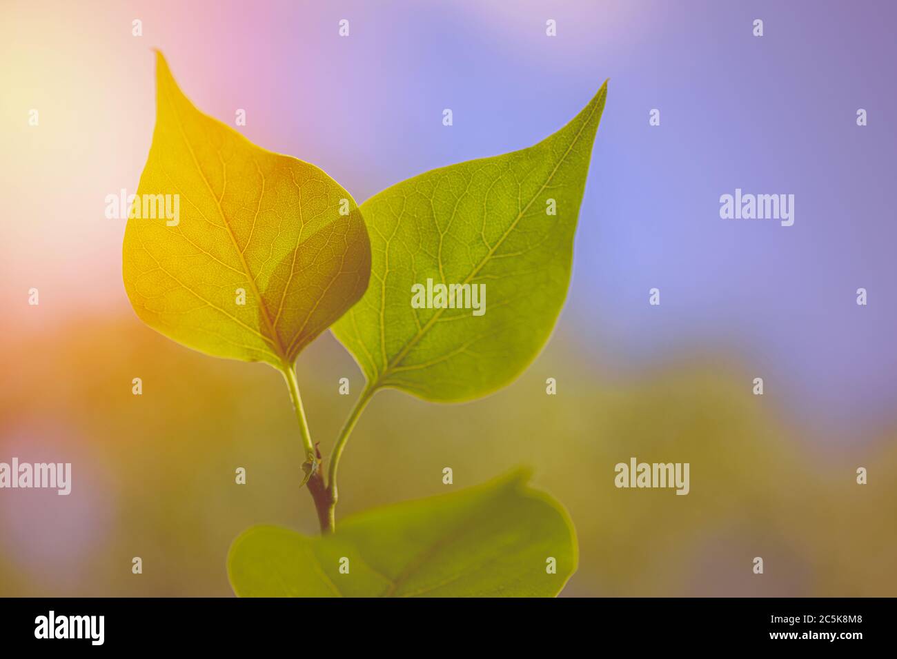 Green leaf in the sun. Wildlife concept. Ecology concept Stock Photo ...