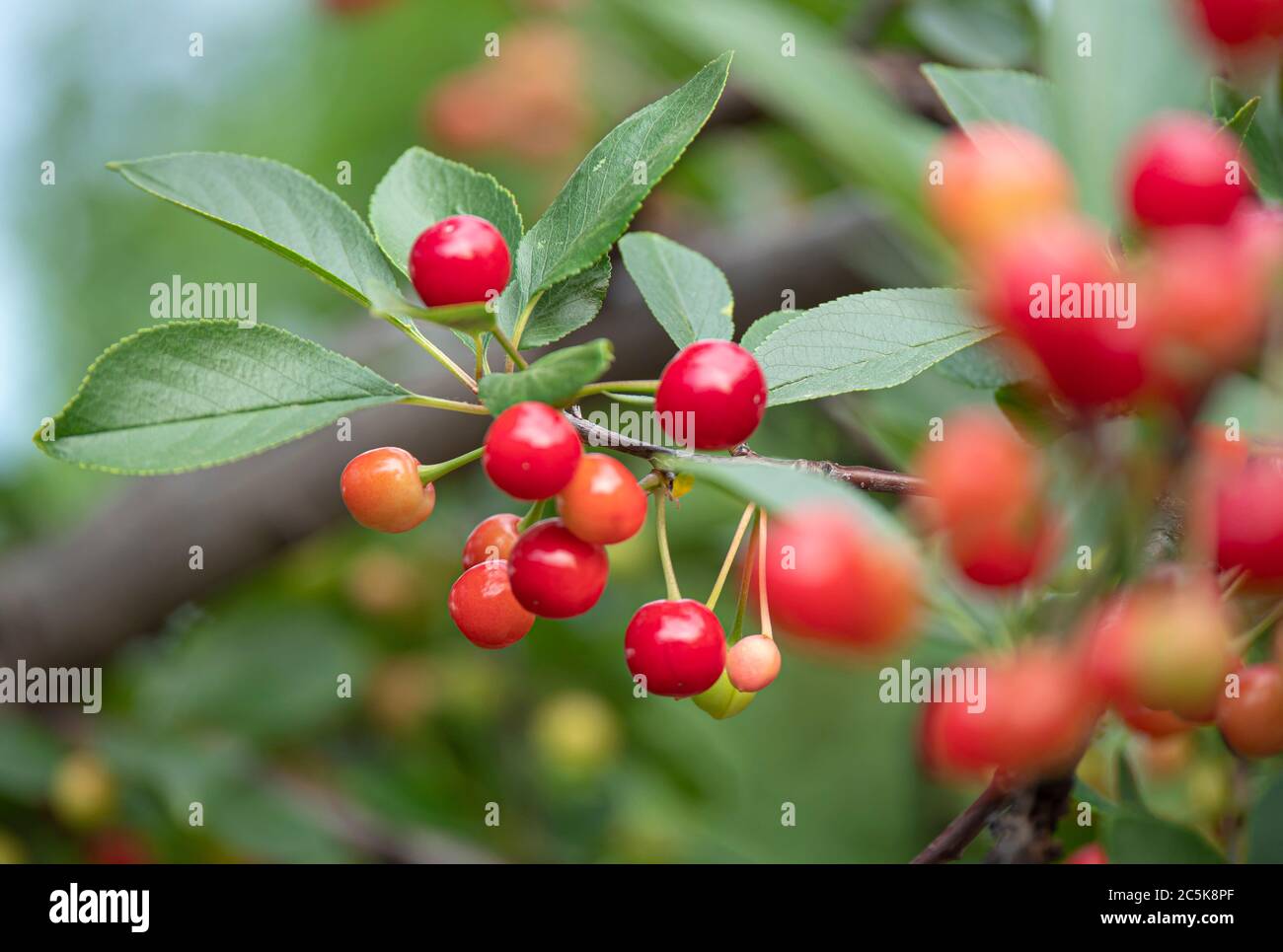 Red sour cherries hi-res stock photography and images - Alamy