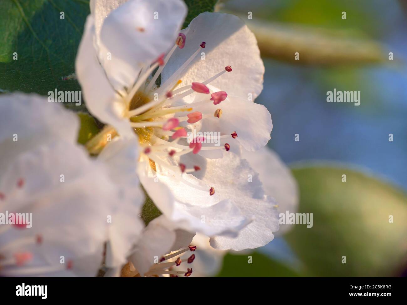 spring cherry flower on tree macro close up Stock Photo - Alamy