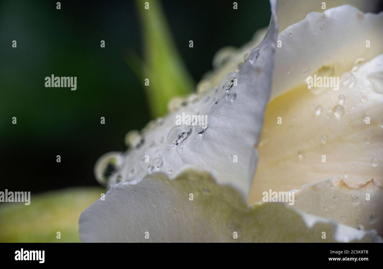 Rose Rain Drop High Resolution Stock Photography and Images - Alamy