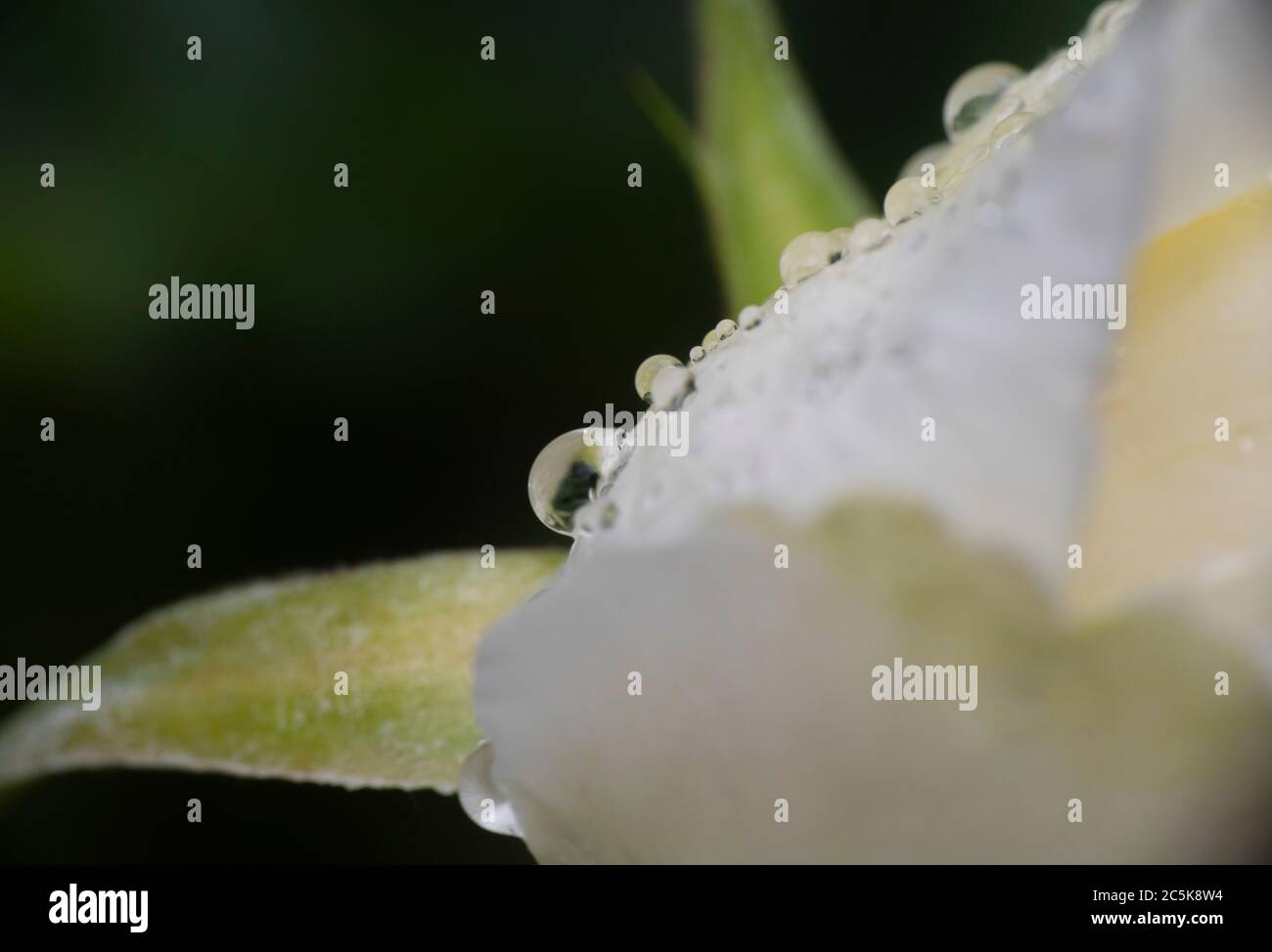 Rose rain drop hi-res stock photography and images - Alamy