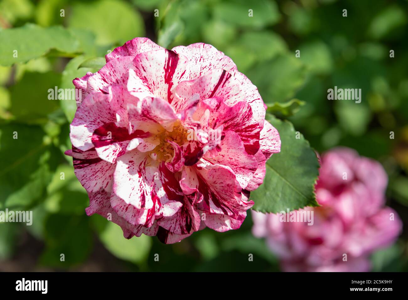 Blooming rose bud with red-white speckled petals. Top view. Blooming ...