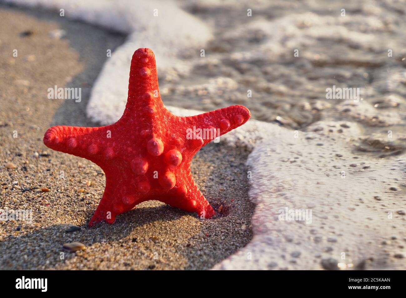 Red Sea Star in the sand on the beach Stock Photo - Alamy